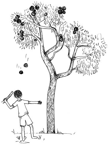 Eastern and Central Arrernte Categories EC Arrernte